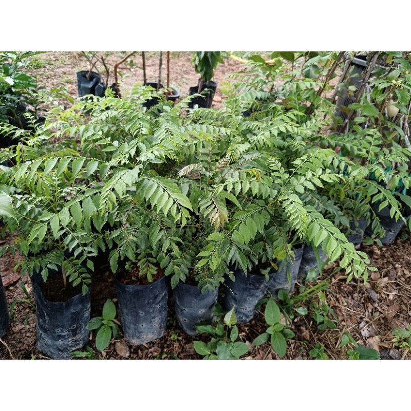 REAL PLANT - POKOK KARI | Shopee Malaysia