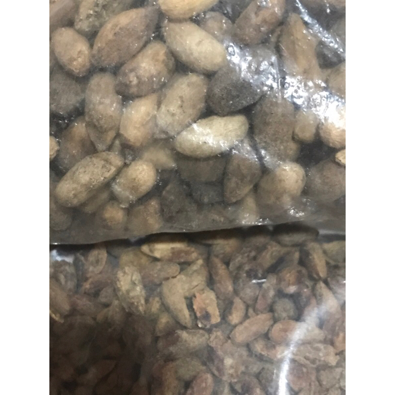 neem seed sow garden plant (azadirachta indica) biji benih semambu nim ...