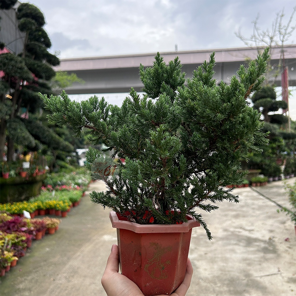 [Paling Horticulture Sdn Bhd] Sleeping Pine Bonsai 睡松 盆栽 | Shopee Malaysia