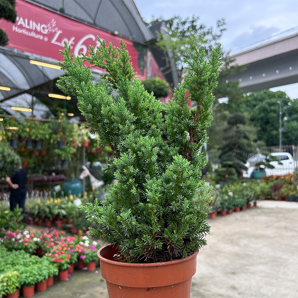 [Paling Horticulture Sdn Bhd] Juniperus Chinensis 真珀 | Anak Pokok Pine ...