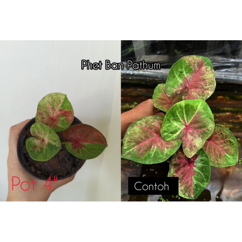 Anak pokok Keladi Thai Budget caladium Thailand Siam KELADI bajet 2/2 ...