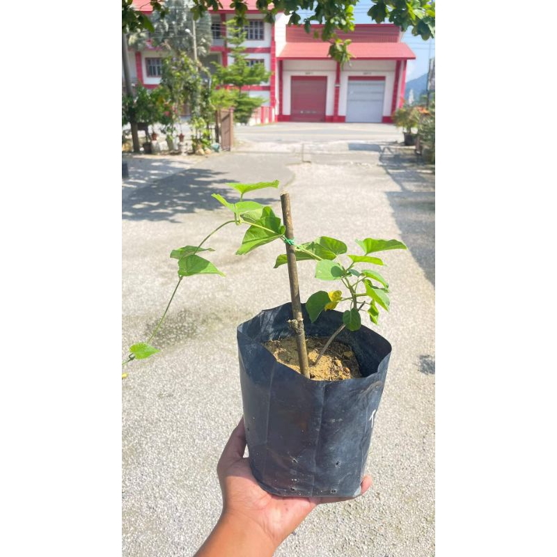 pokok bunga tongkeng | Shopee Malaysia