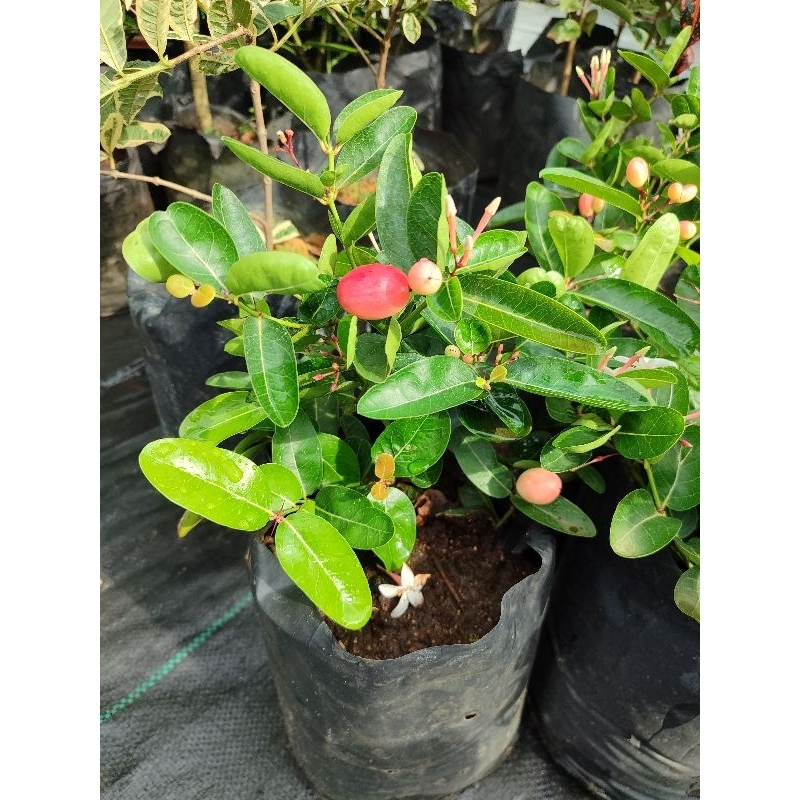 Asam renda matang cantik | Shopee Malaysia