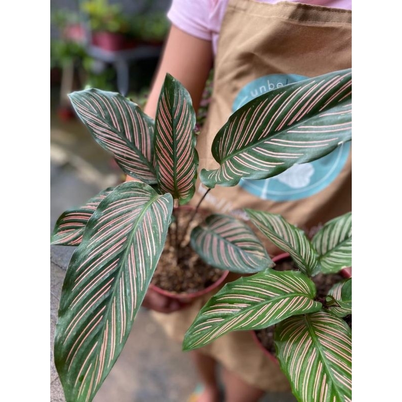 Pokok Calathea Pink Stripes Yang Cantik | Shopee Malaysia