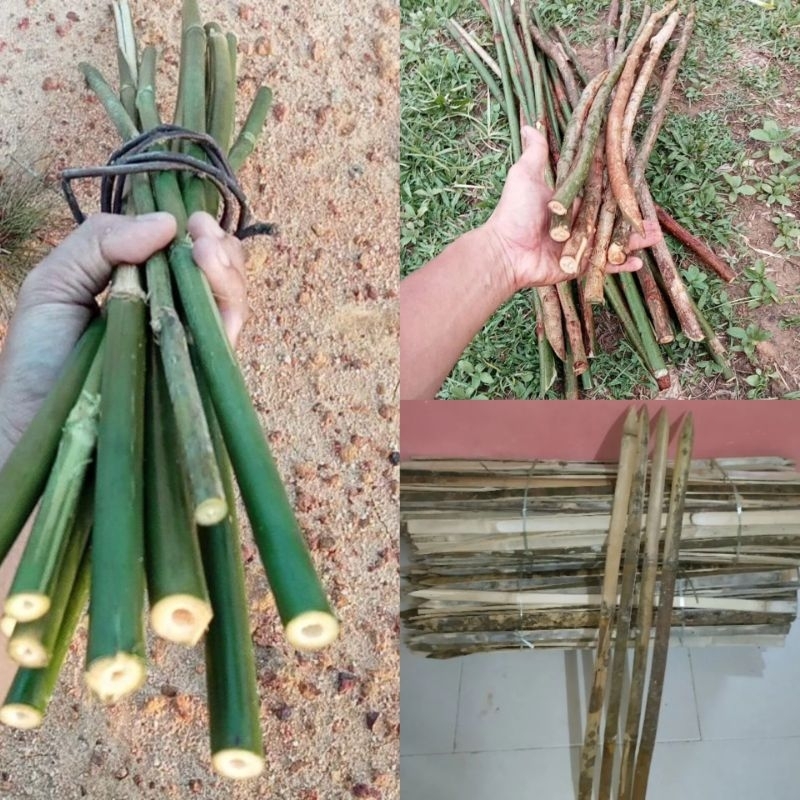 buluh pancang bulat tebal (80cm panjang). kayu pancang. | Shopee Malaysia