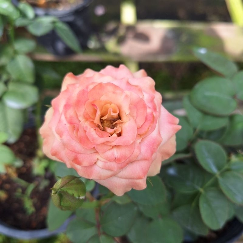 FTH pokok bunga rose kampung Cappuccino/ romantis/ pokok hidup ...