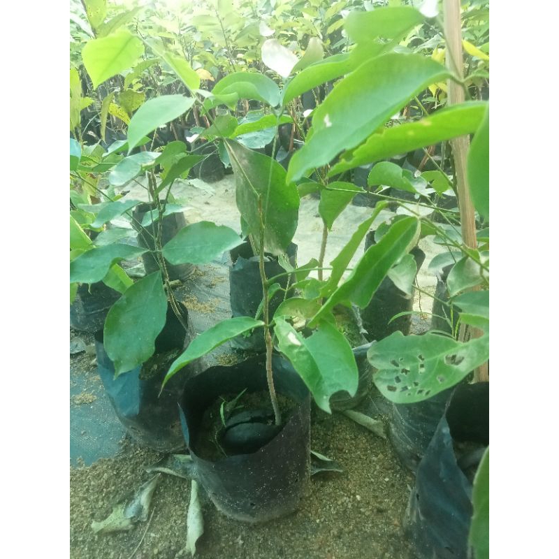 Pokok Ulam Salam / serai kayu | Shopee Malaysia