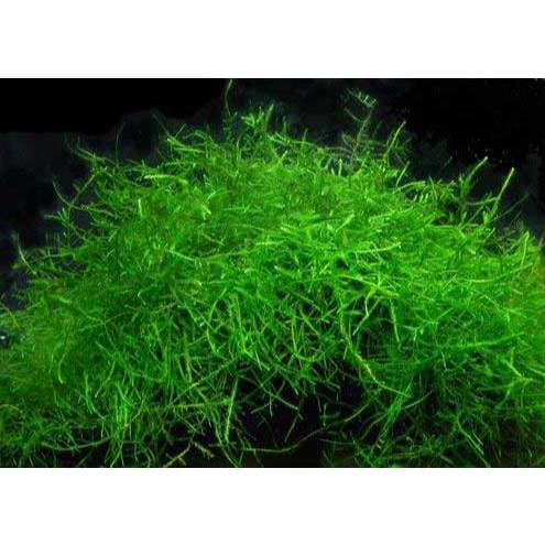 Java Moss Aquarium plant Aquatic plant Tumbuhan air Tumbuhan akuatik ...