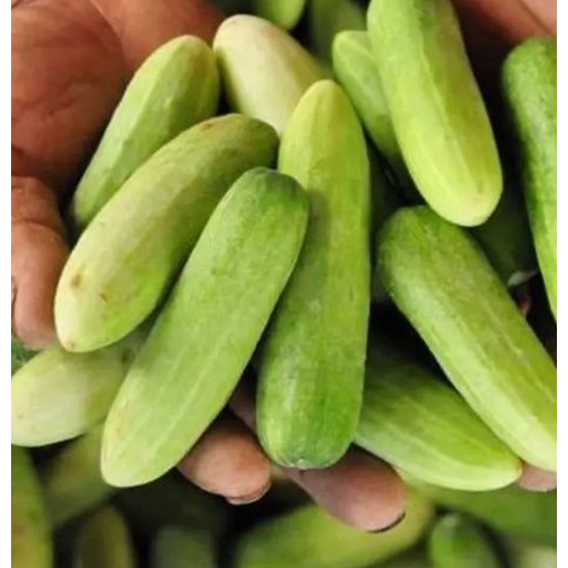 Biji Benih Timun Baby Thai F1 Hybrid 5 pcs/ Mini Cucumber Seed /泰国小黄瓜籽 ...