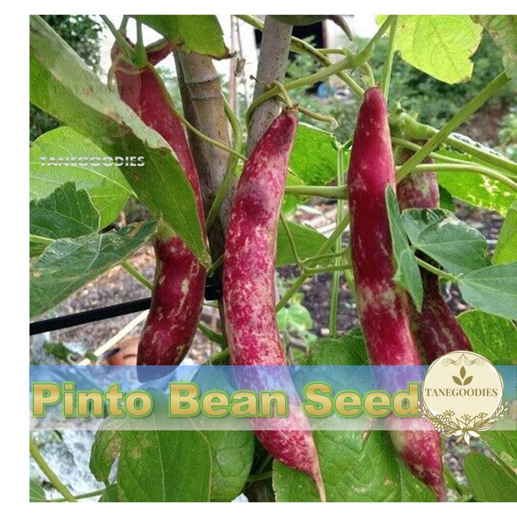10pcs Seed Common Bean Red Pod Phaseolus Vulgaris Biji Benih Kacang ...