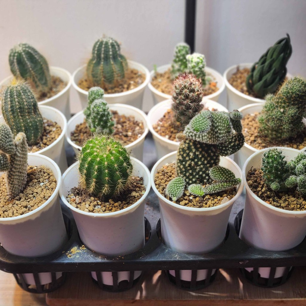 Plant Pot Kaktus REAL LIFE CACTUS (RANDOM PICK/ SPECIFIC TYPE) POKOK ...