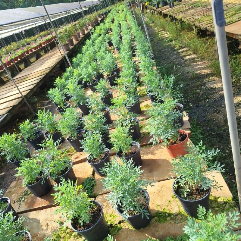 Santhanna" pokok garuda/ daun busuk / herba / dekorasi tanaman/ pokok ...