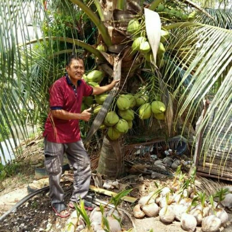 Benih Pokok Kelapa Mataq & Pandan Wangi ( Beli 5 PERCUMA 1 ) Baka Sihat ...