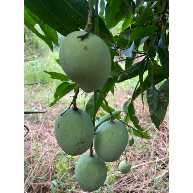 PAUH EPAL / BUAH MANGGA EPAL 1kg | Shopee Malaysia