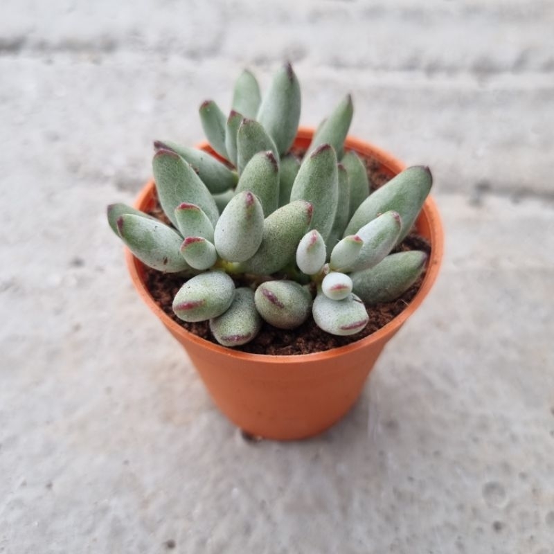 Live succulent plant cotyledon Papilaris(pot size 5cm) ready stock 多肉植物 ...