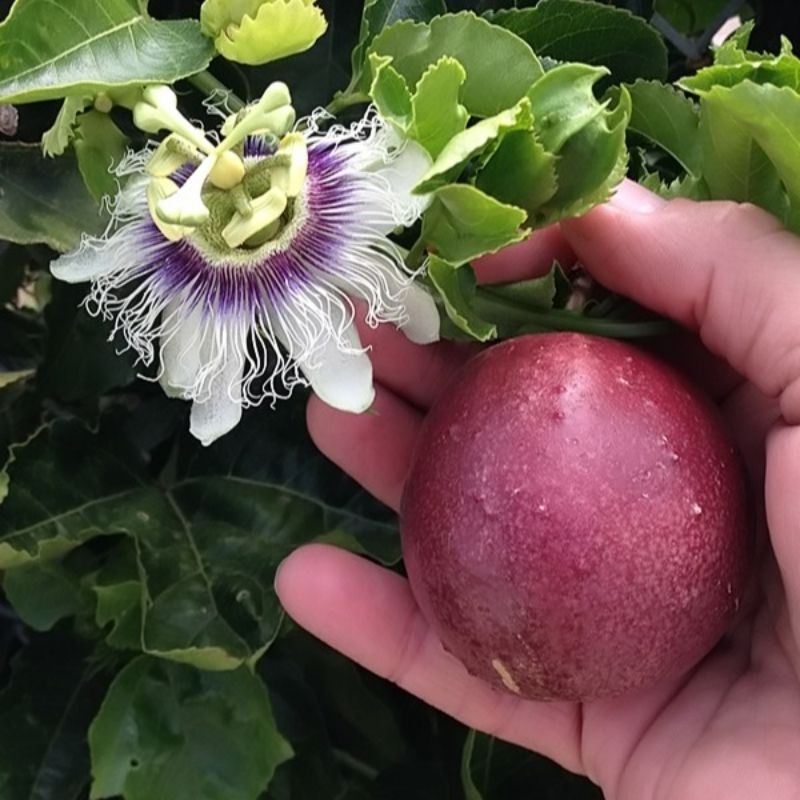 Anak pokok markisa ungu/purple | Shopee Malaysia