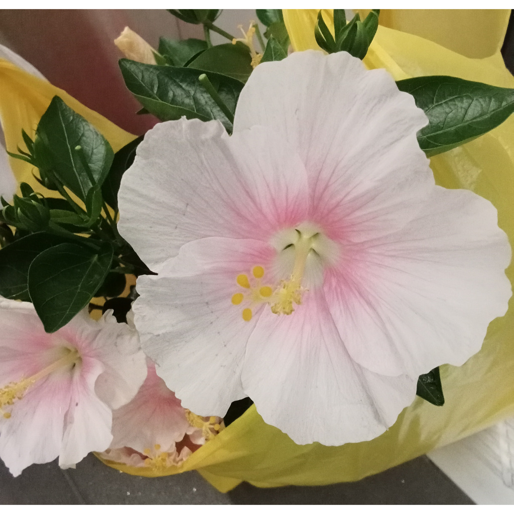 Anak Pokok / Keratan Batang - Bunga Raya - Pink | Shopee Malaysia