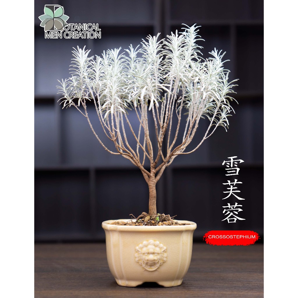 BMC Bonsai Outdoor Crossostephium Japan Chinese Wormwood real live ...