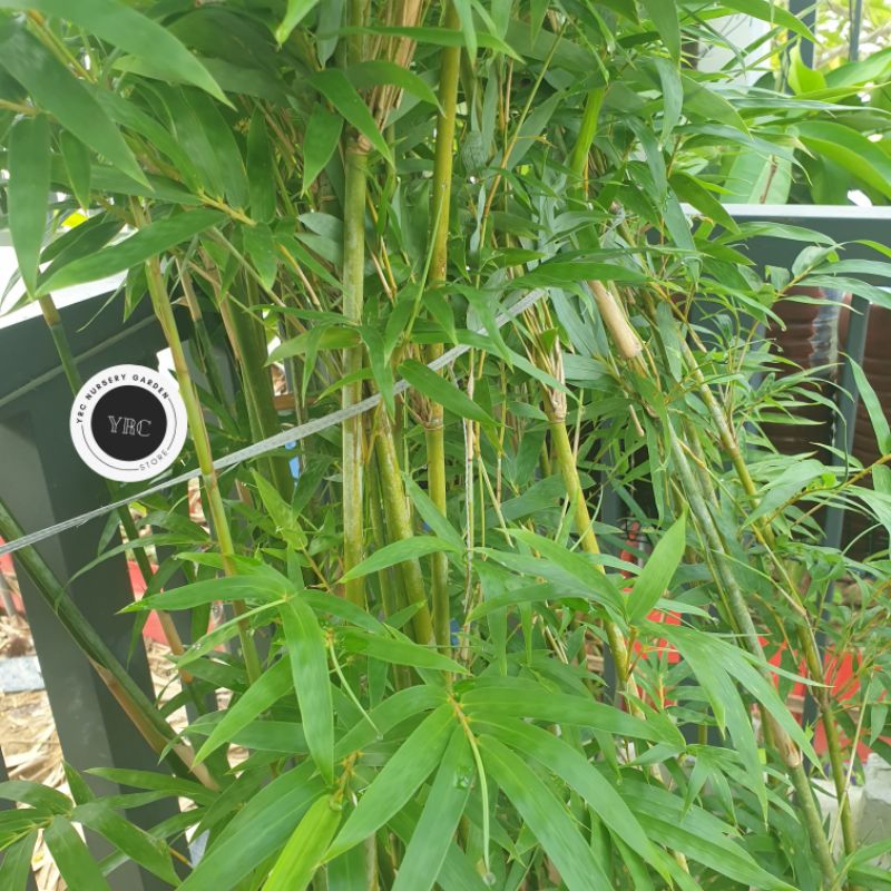 Keratan Batang Pokok Buluh KUNING / HITAM / Buluh PAGAR | Shopee Malaysia