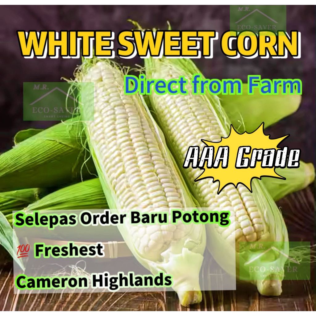 AAA Grade Quality Cameron Highlands Fresh White Sweet Corn KualitiGred ...