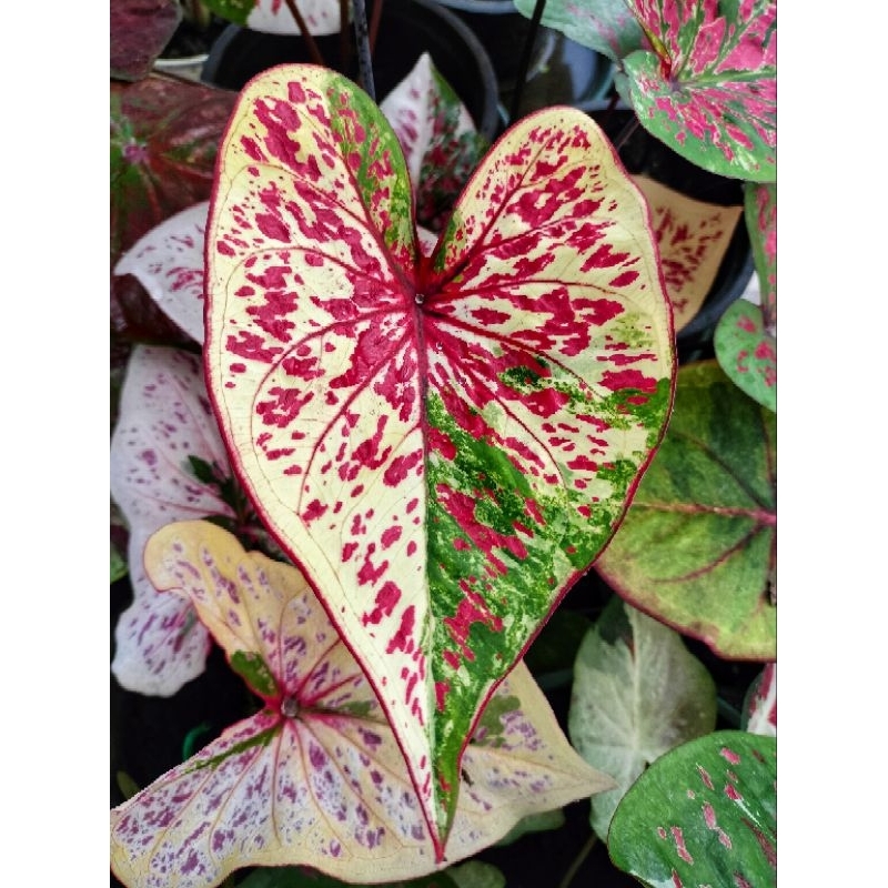 Caladium/ID:7Diamond/Varigation/Keladi | Shopee Malaysia