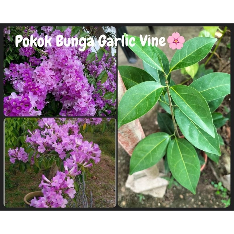 Pokok Bunga Garlic Vine | Shopee Malaysia