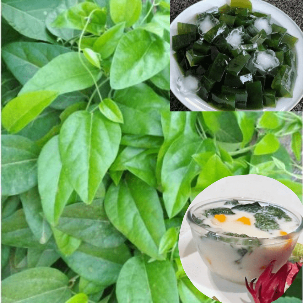 [PRE ORDER] 100% Organic | 25G DAUN CINCAU HIJAU JALAR / GREEN VINE ...