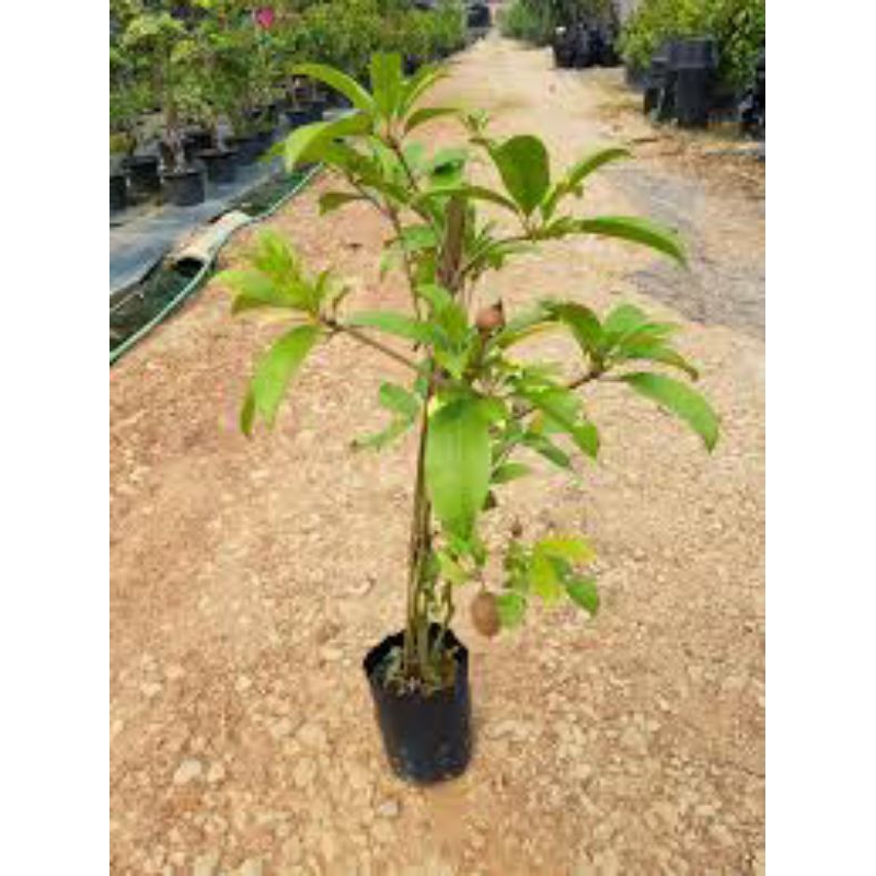 Pokok Hybrid Ciku Subang.. | Shopee Malaysia