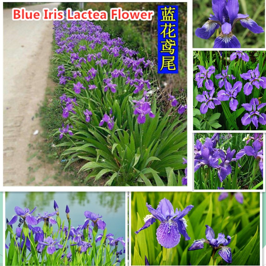 F28 Biji Benih bunga Biru/Blue Iris Lactea flower seeds 蓝花鸢尾花种子 ...
