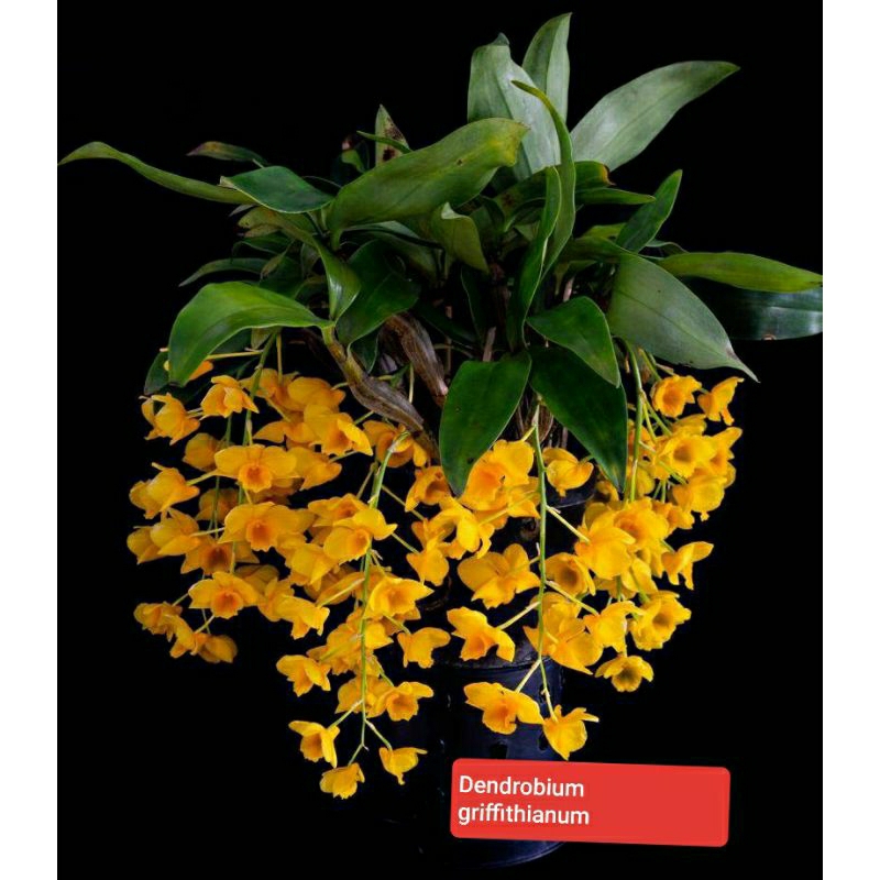 Dendrobium griffithianum saiz pasu 2 inch | Shopee Malaysia