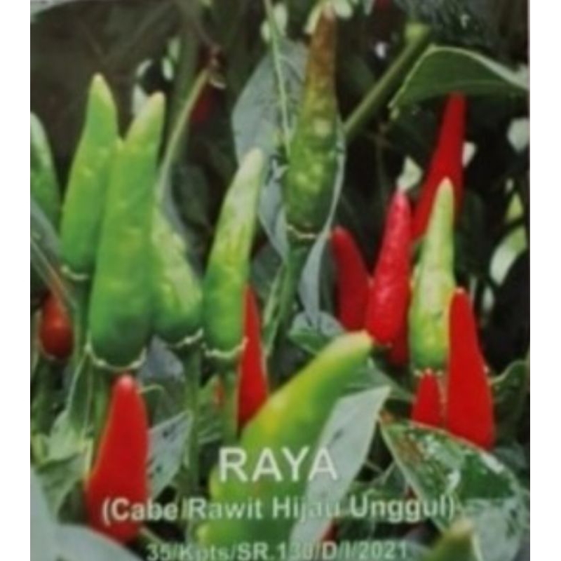 20 biji benih CILI RAYA benih cili bermutu | Shopee Malaysia