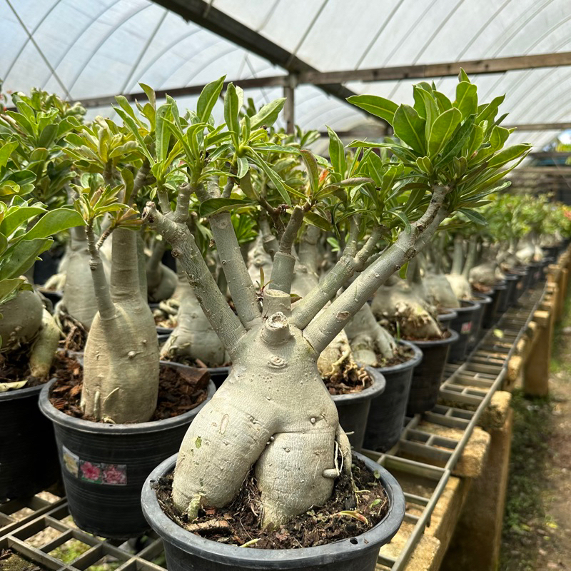 MIX ID POKOK BUNGA KEMBOJA/ADENIUM REAL LIVE PLANT PASU 8INCI (RARE ID ...
