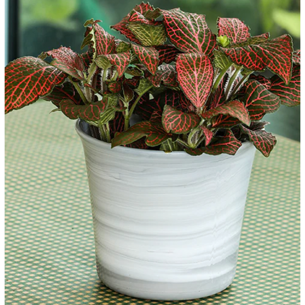 Biji Benih Pokok Fittonia Seed Red Anne Nerve Plant - 10 Seed | Shopee ...