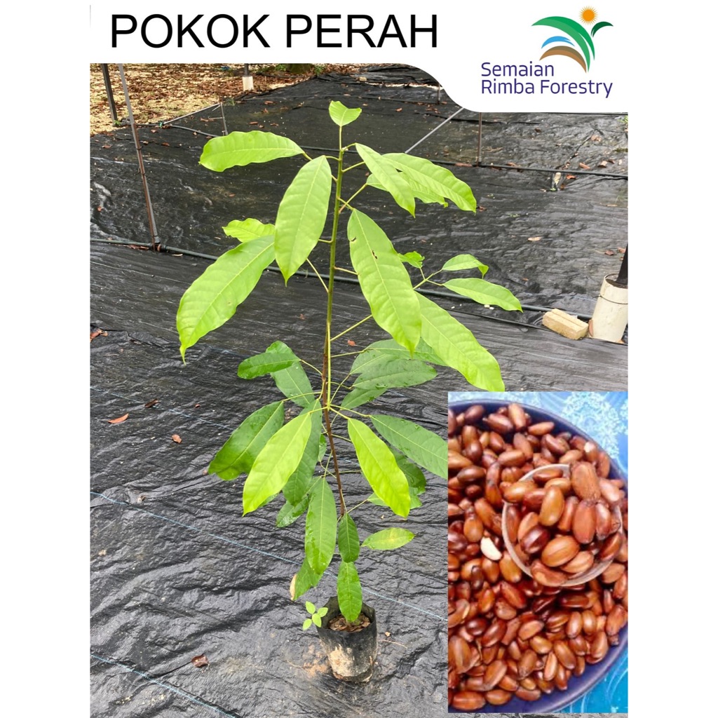 Anak Pokok Perah | Elateriospermum tapos (Buah-buahan nadir tempatan ...
