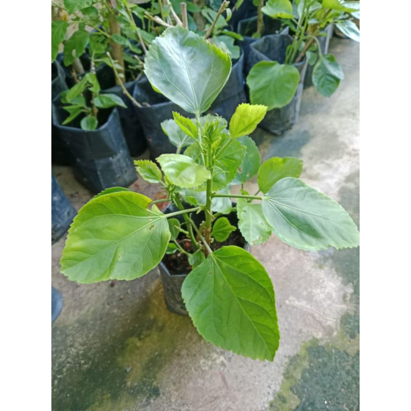 Anak pokok Bunga Raya Oren berlapis-lapis dalam polybag.. | Shopee Malaysia