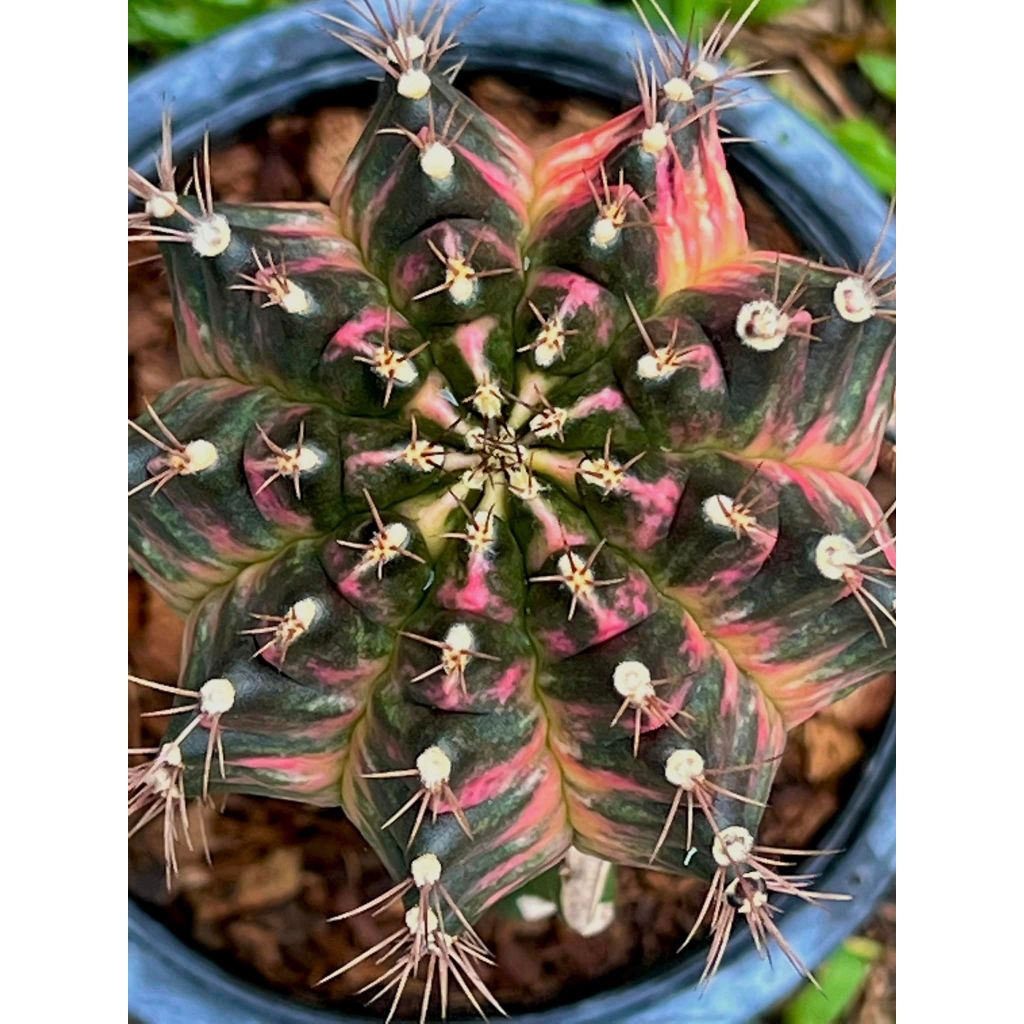 PEACH PEACH ID CACTUS BIGGER SIZE (OFFSETS WITH SHORT ROOTS) | Shopee ...