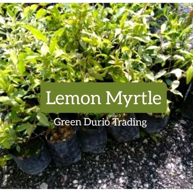 POKOK LEMON MYRTLE LIMAU MYRTYLE (Backhousia citriodora) | Shopee Malaysia
