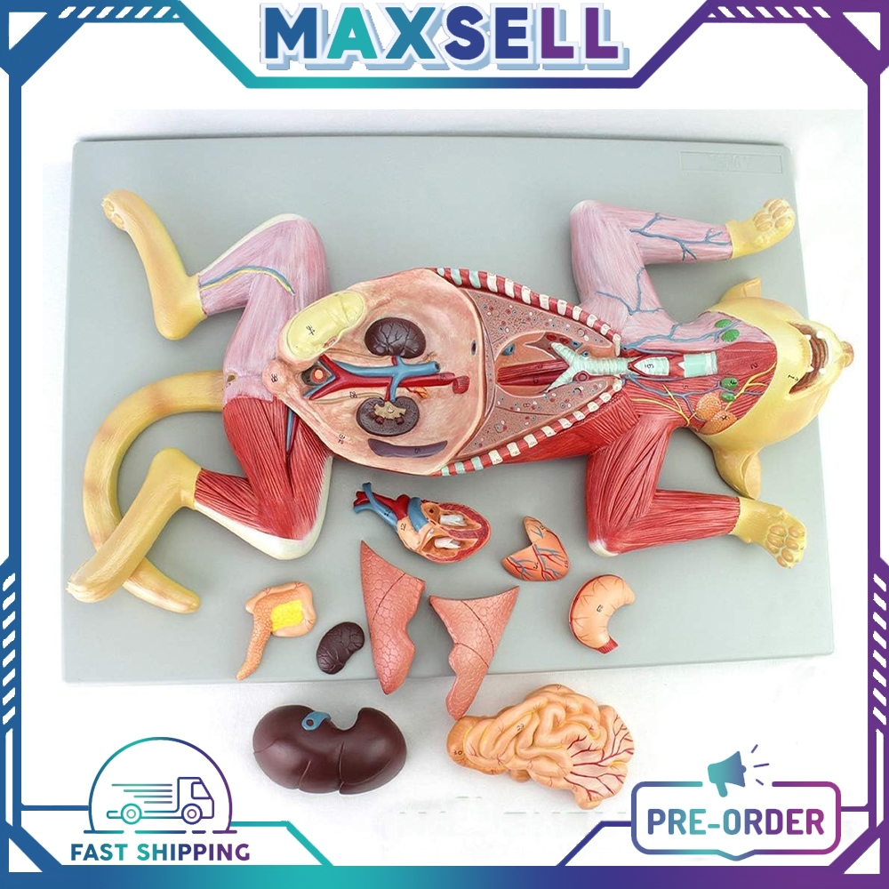 Torso Heart Brain Skeleton Medical School Education Cat Anatomy Model ...
