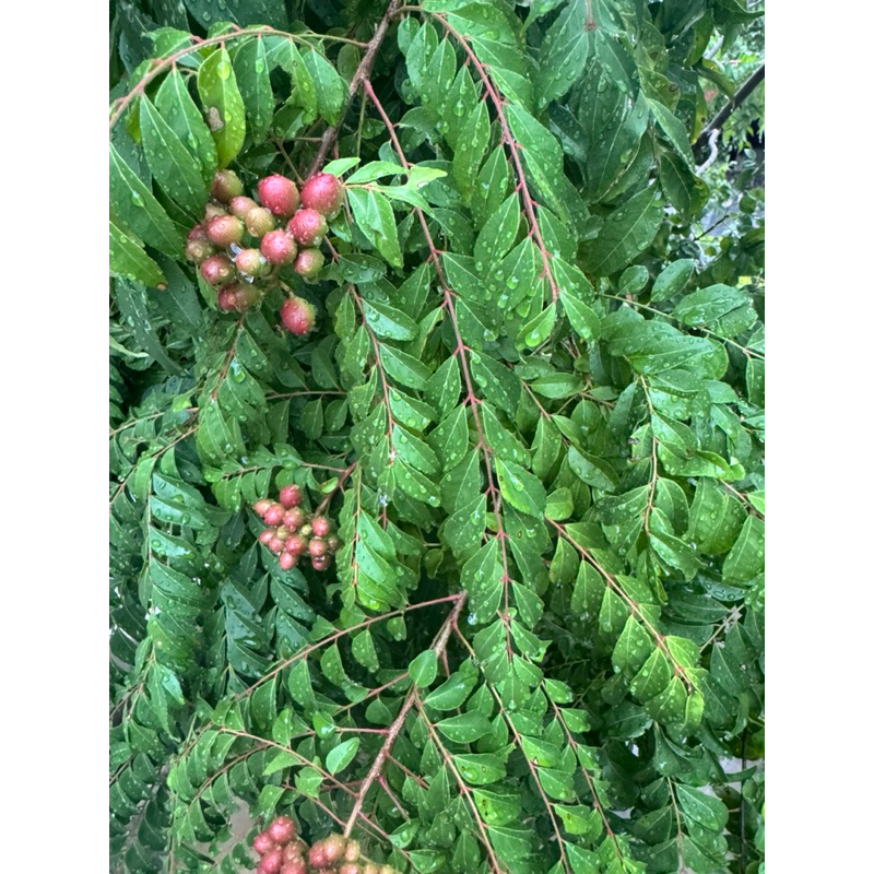 Daun Kari Urat Merah Segar Organik ( Ada Order Baru Petik ) / Fresh ...