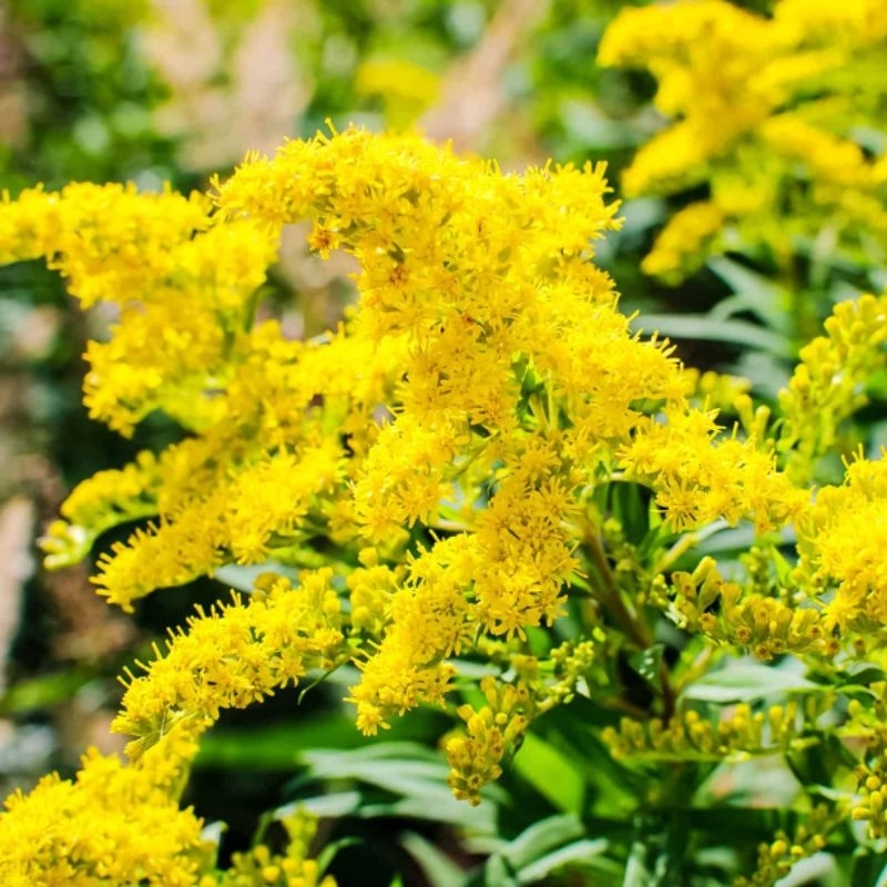 Pokok Bunga Golden Rod goldenrods kelulut lebih aster gold kuning emas ...