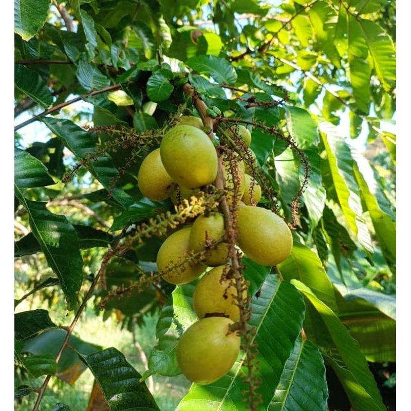 Buah Longan Brazil Sarawak(HijauKuning@Gold)1kg MURAH FRESH (read ...