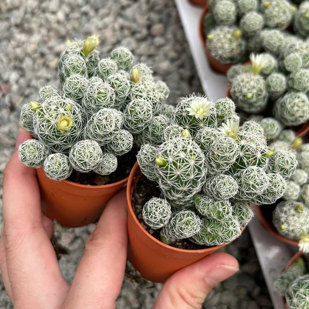 GPS Green Plant Society Live Cactus Type 60 Mammillaria Gracilis ...