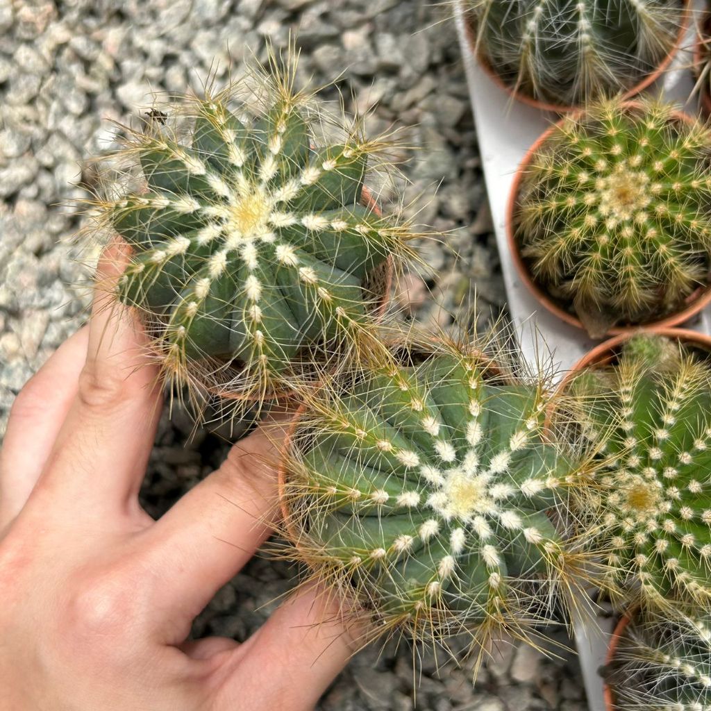 GPS Green Plant Society Live Cactus Type 40 Parodia Magnifica 银晃玉 仙人掌 ...