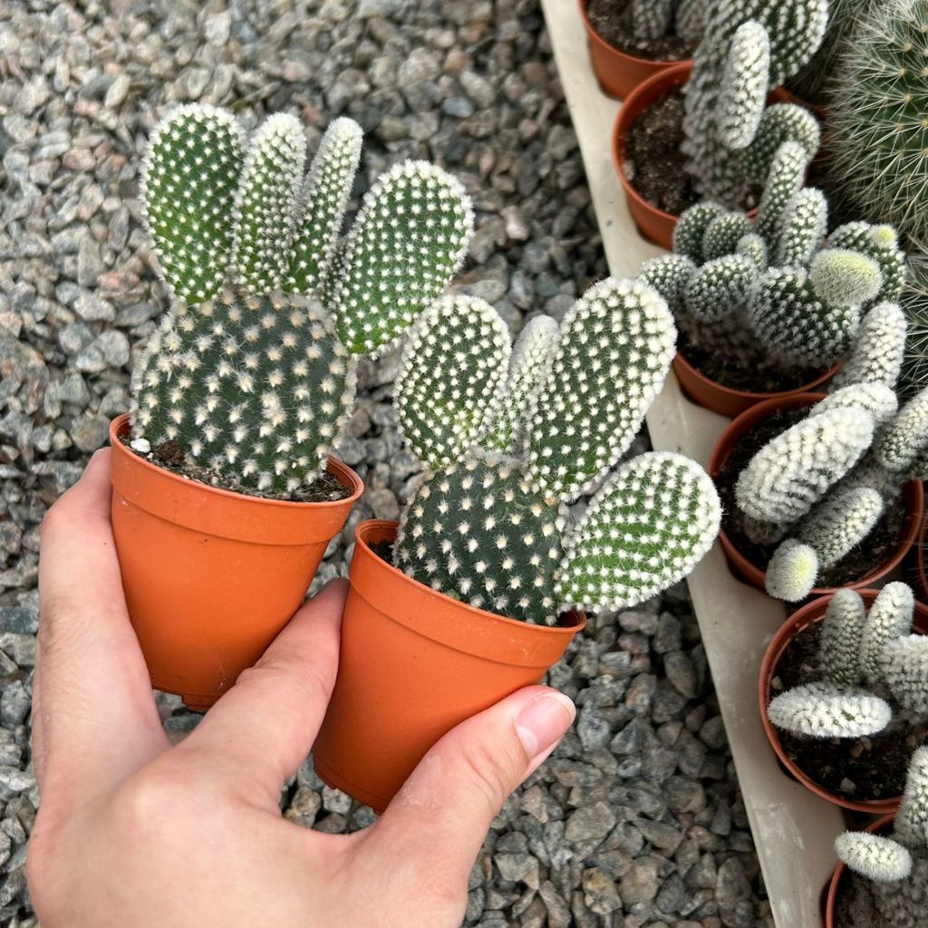 GPS Green Plant Society Live Cactus Opuntia microdasys cv. Albospina ...