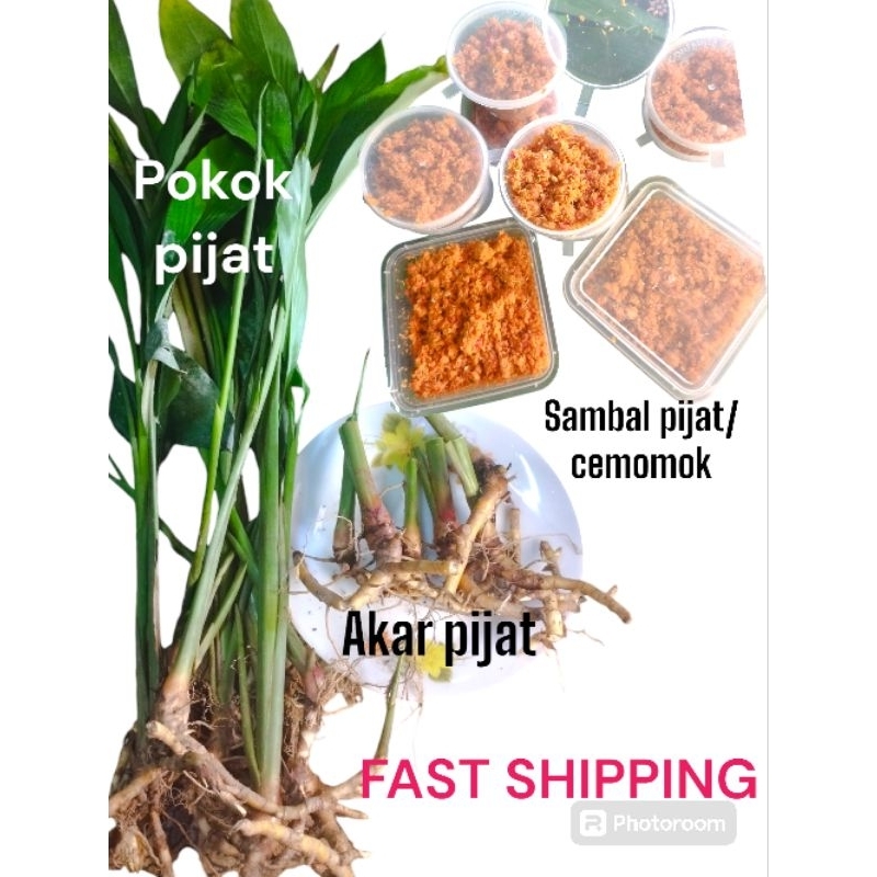AKAR PIJAT/POKOK PIJAT/SAMBAL PIJAT(CEMOMOK) | Shopee Malaysia