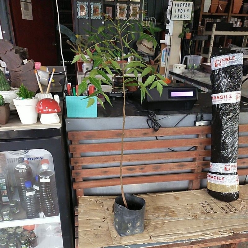 Pokok semambu neem tree | Shopee Malaysia