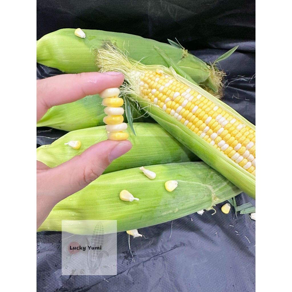 (1 SET 6 PCS) Cameron Highlands Pearl Sweet Corn/Jagung Mutiara /金马伦珍珠 ...