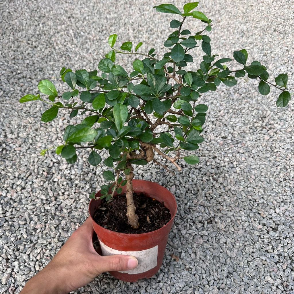 GPS Green Plant Society Live plant Carmona Bonsai Tree Fukien Tea 福建茶 ...
