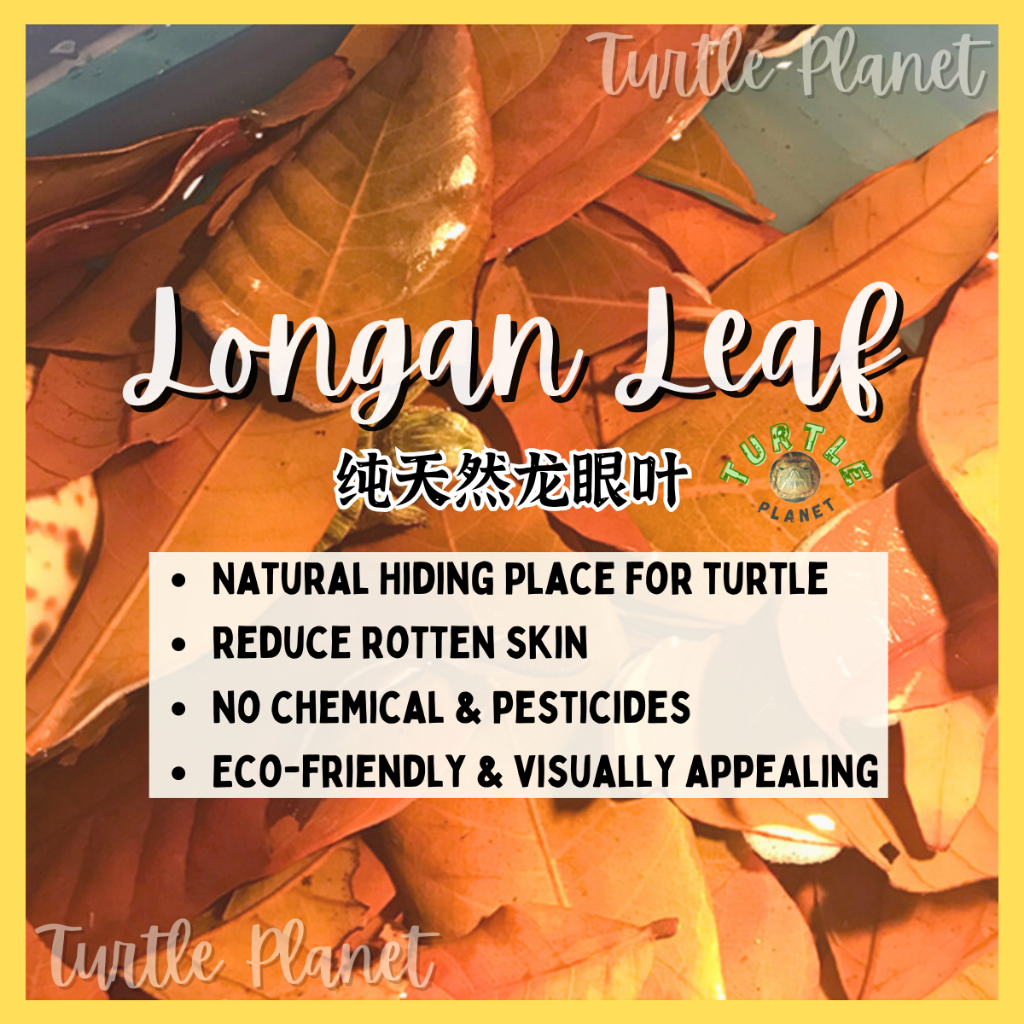Longan leaf for turtle kura kura aquarium anti inflammation skin 龟用龙眼叶 ...