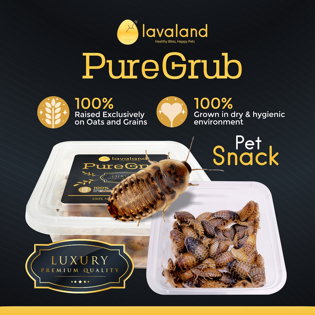Lavaland - PureGrub - Dubia Roaches | Pet Snack | Feeder Insect ...